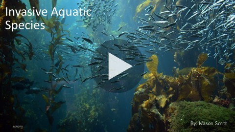 Invasive Aquatic Species Mason